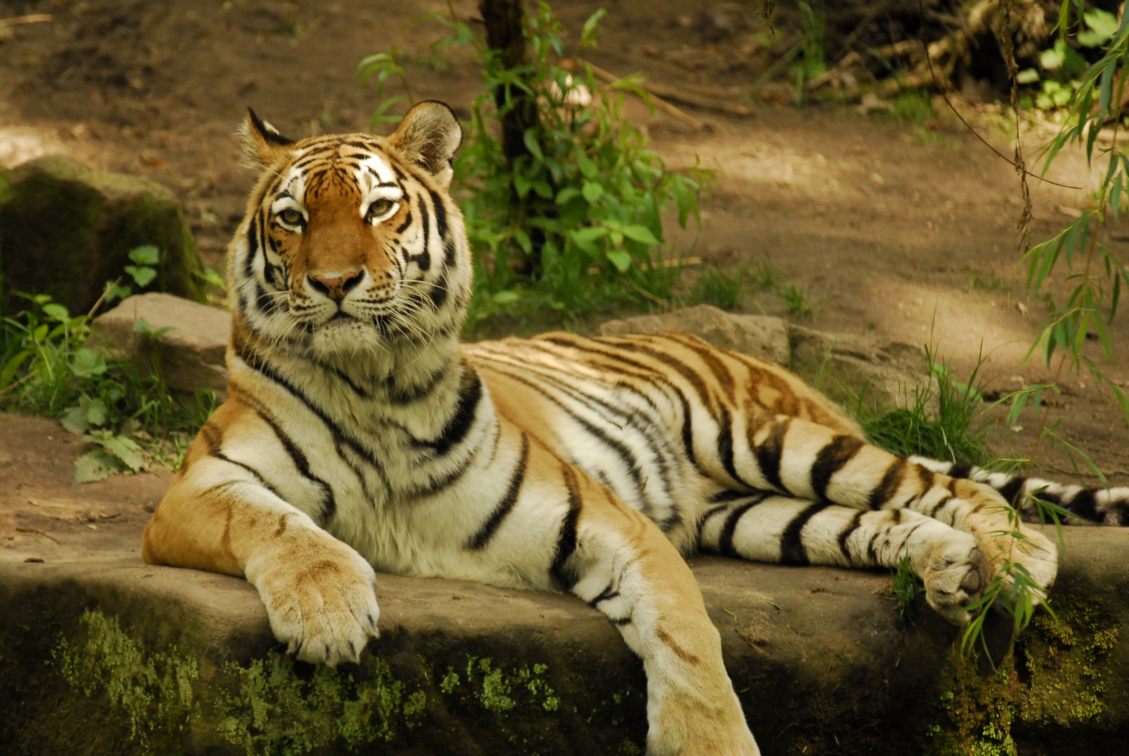 chilling Tiger Foto & Bild | tiere, zoo, wildpark & falknerei ...