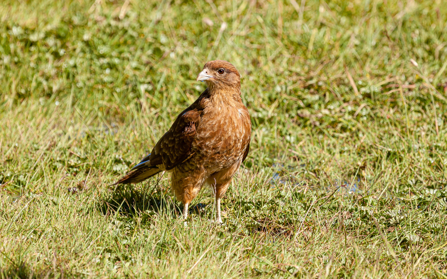 Chimango oder Chimangokarakara Foto & Bild | south america, tiere ...