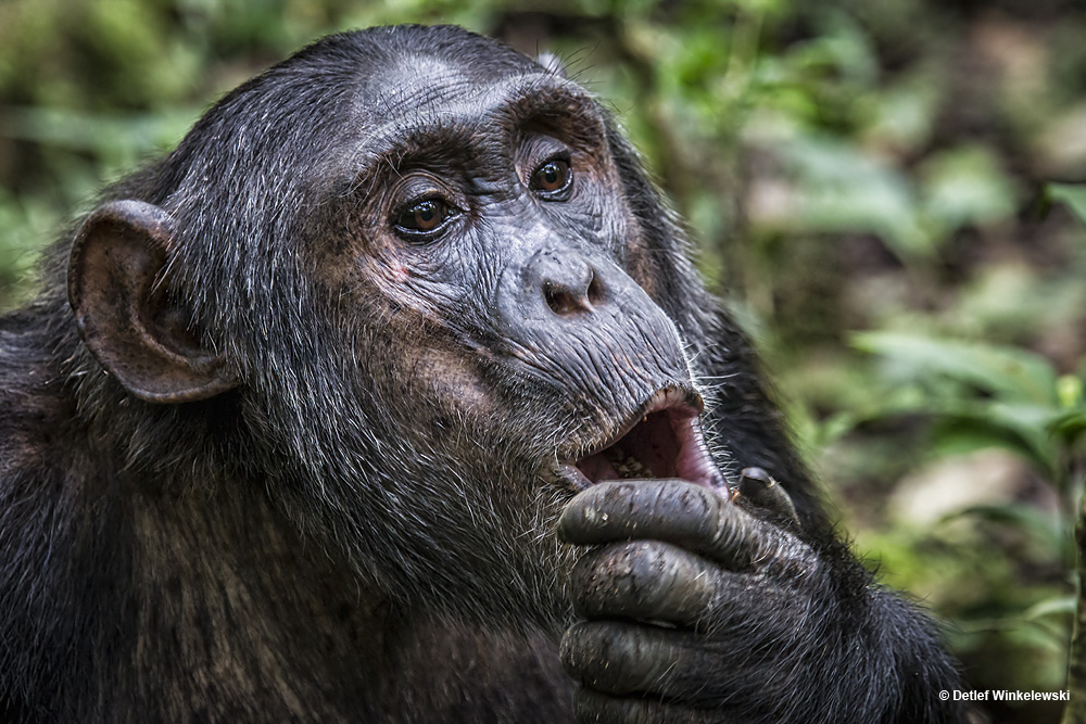 Chimps [2] Foto & Bild | tiere, wildlife, säugetiere Bilder auf ...