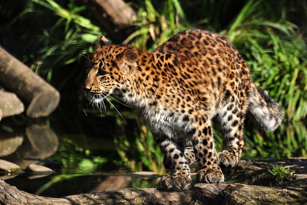 CHINA-LEOPARD Foto & Bild | tiere, zoo, bewegung Bilder auf fotocommunity