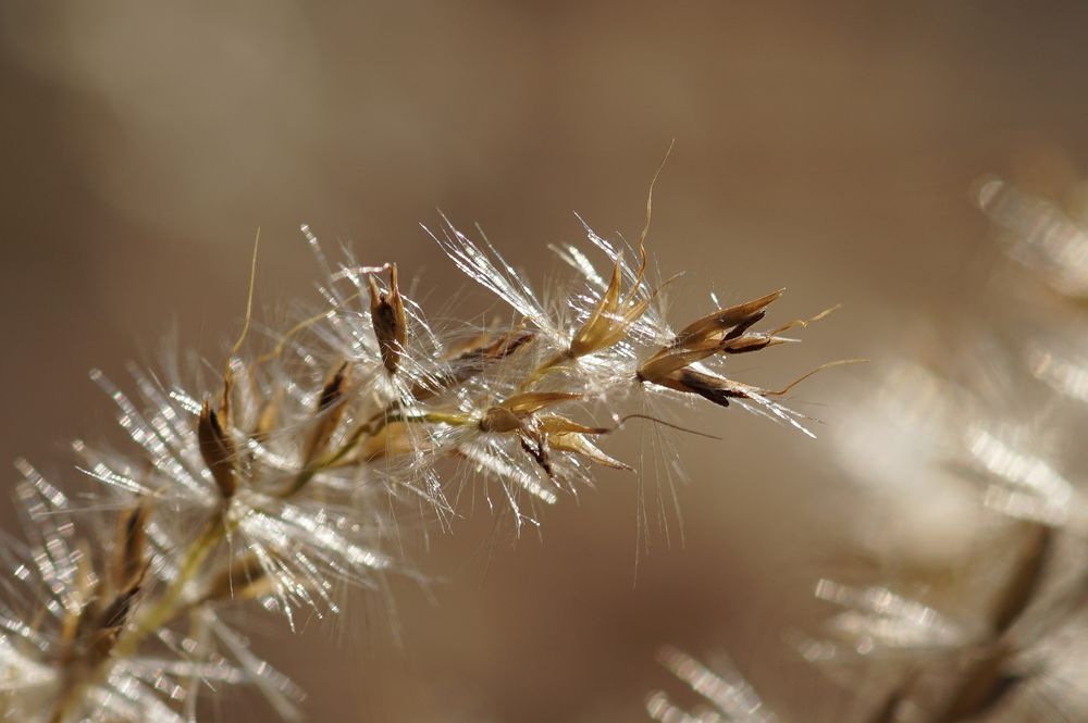 Chinagras Foto & Bild | februar, makro, sonne Bilder auf fotocommunity