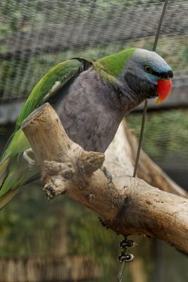 Papageien Bilder & Fotos