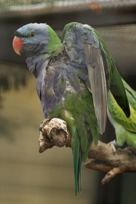 Papageien Bilder & Fotos