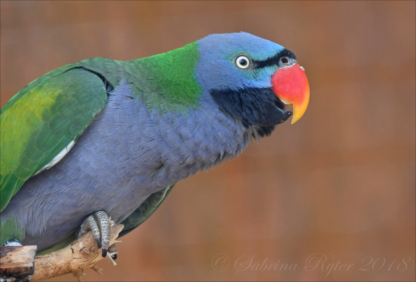 Chinasittich Foto & Bild | tiere, zoo, wildpark & falknerei, vögel ...