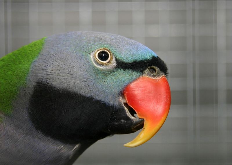 Chinasittich (Psittacula derbyiana) Foto & Bild | tiere, haustiere ...