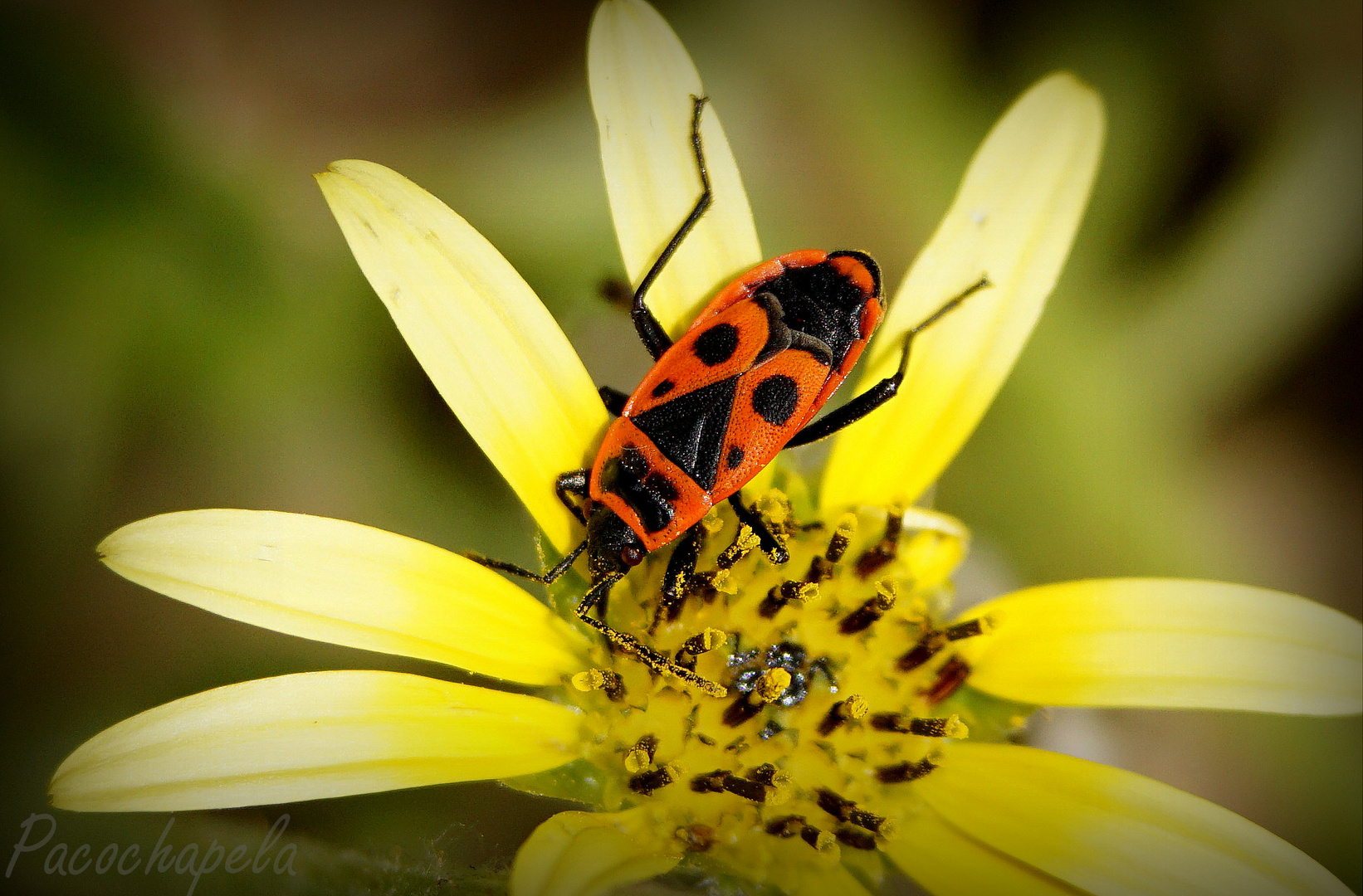Chinche Imagen & Foto | insectos, naturaleza, pacochapelahotmail.es ...