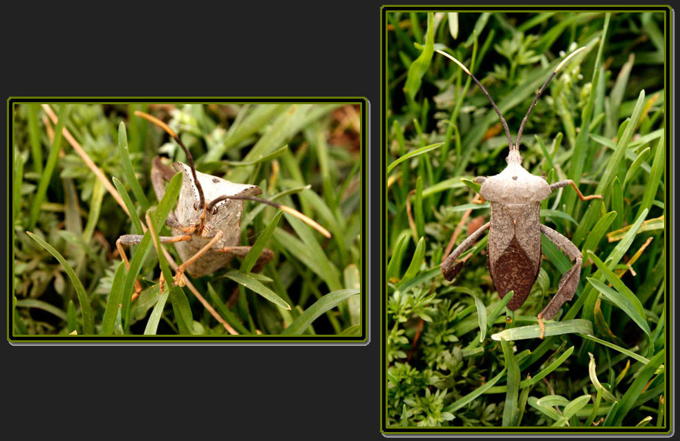 Chinche Imagen & Foto | animales, invertebrados , naturaleza Fotos de ...