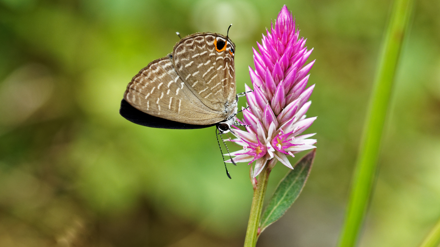 Chinese Butterfly - in einem versteckten Tal in der Guilin Province ...