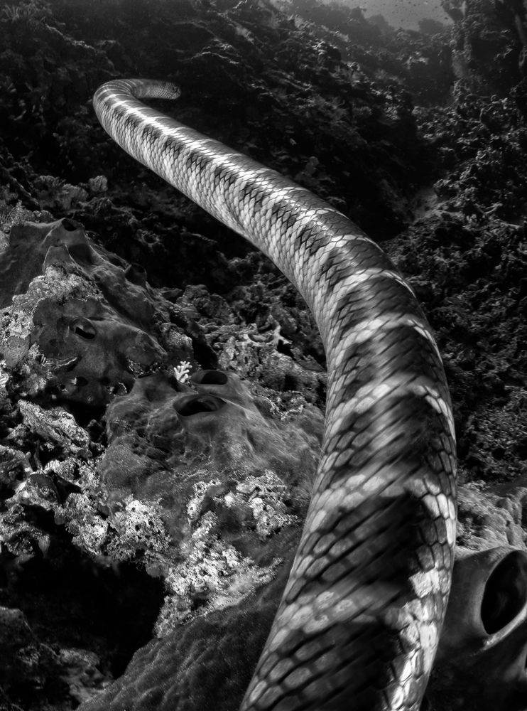 Chinesische Giftnatter s&w Foto & Bild | giftig, monochrom, indonesia ...