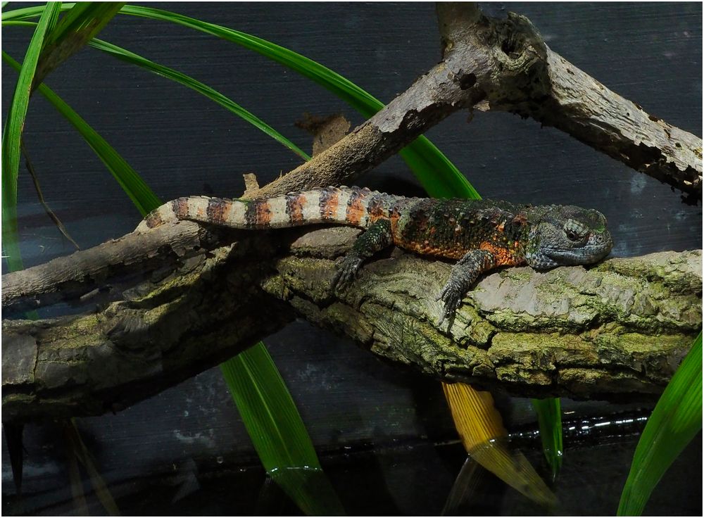 Chinesische Krokodilschwanzeidechse Foto & Bild | natur, pflanzen ...