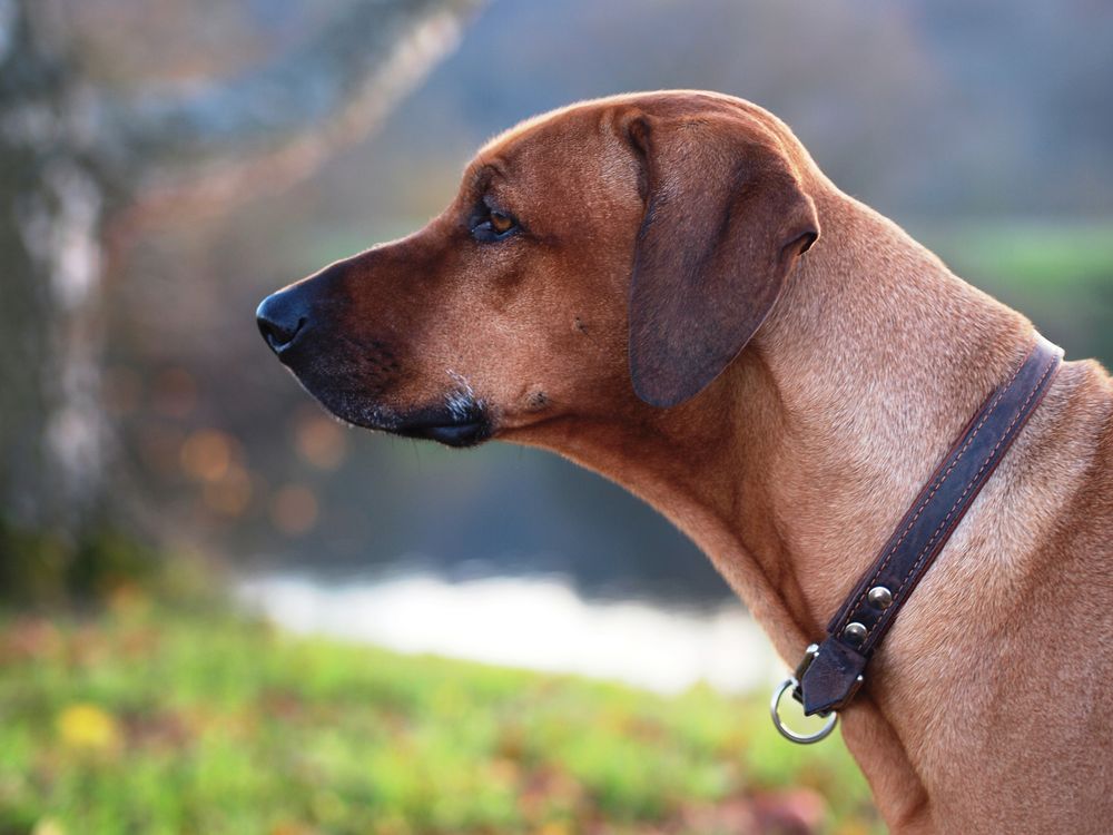 chingwa Foto & Bild | tiere, haustiere, hunde Bilder auf fotocommunity