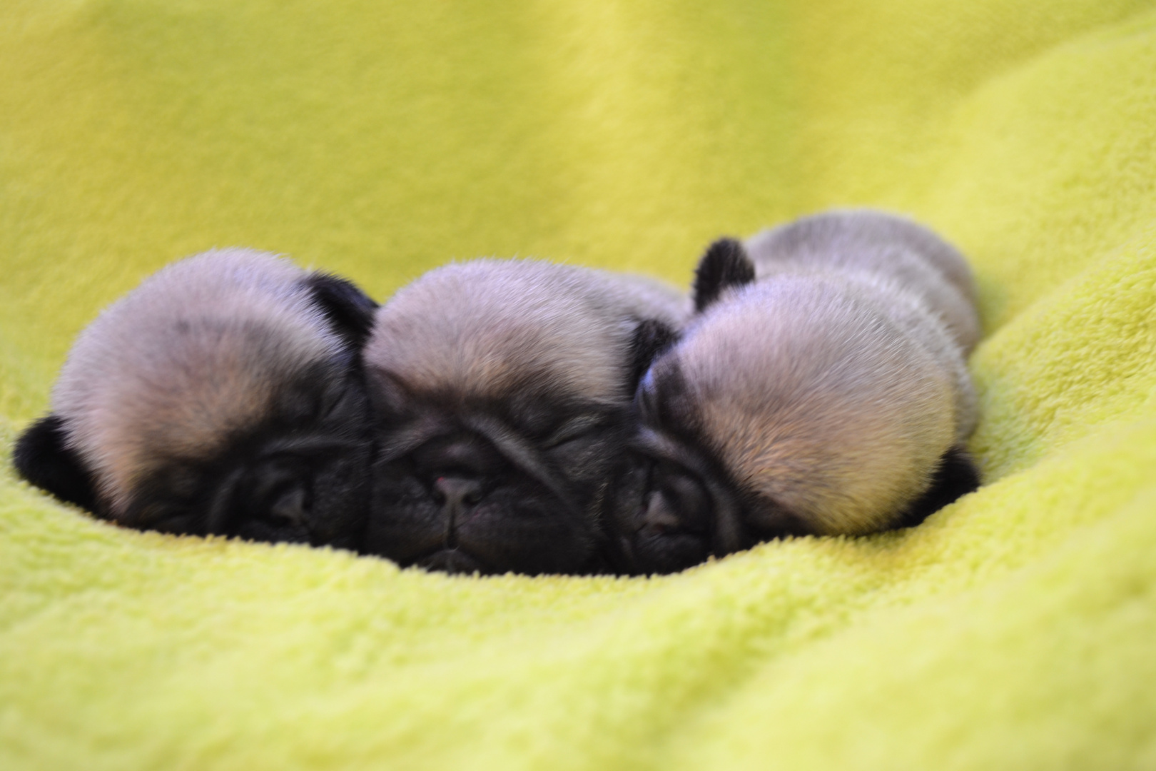 chiot carlin photo et image | animaux, animaux domestiques, chiens ...