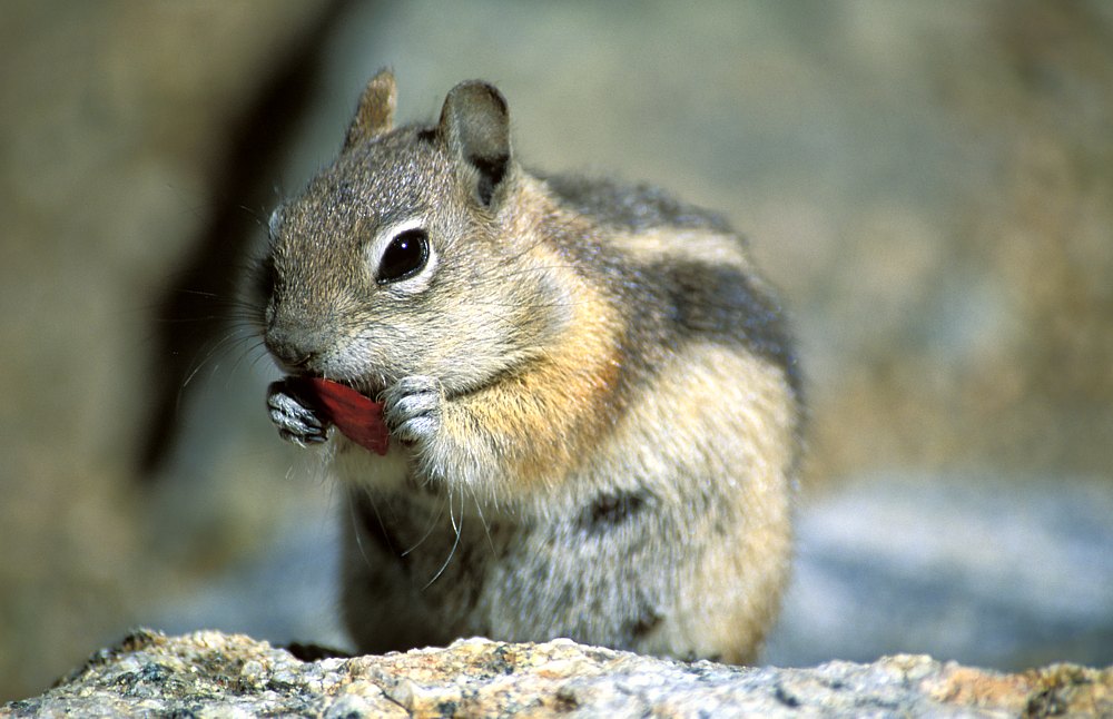 Chipmunk Foto & Bild | tiere, wildlife, säugetiere Bilder auf fotocommunity