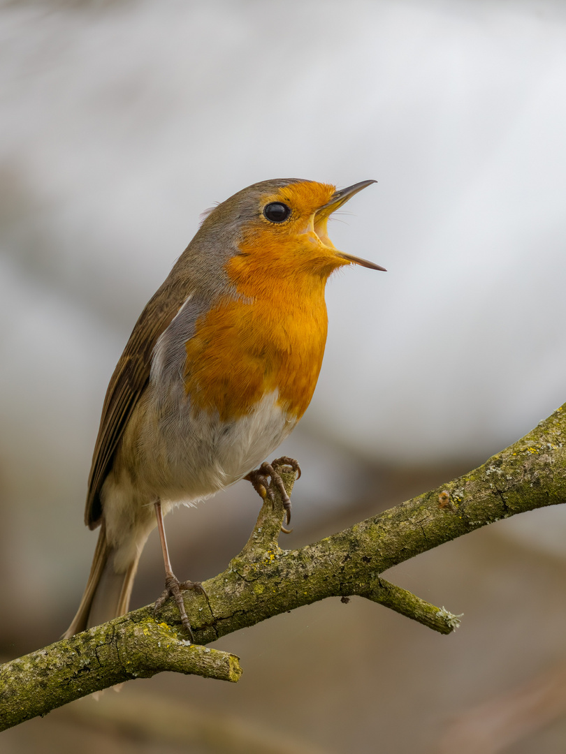 Chirping Robin Foto & Bild | tiere, wildlife, wild lebende vögel Bilder ...