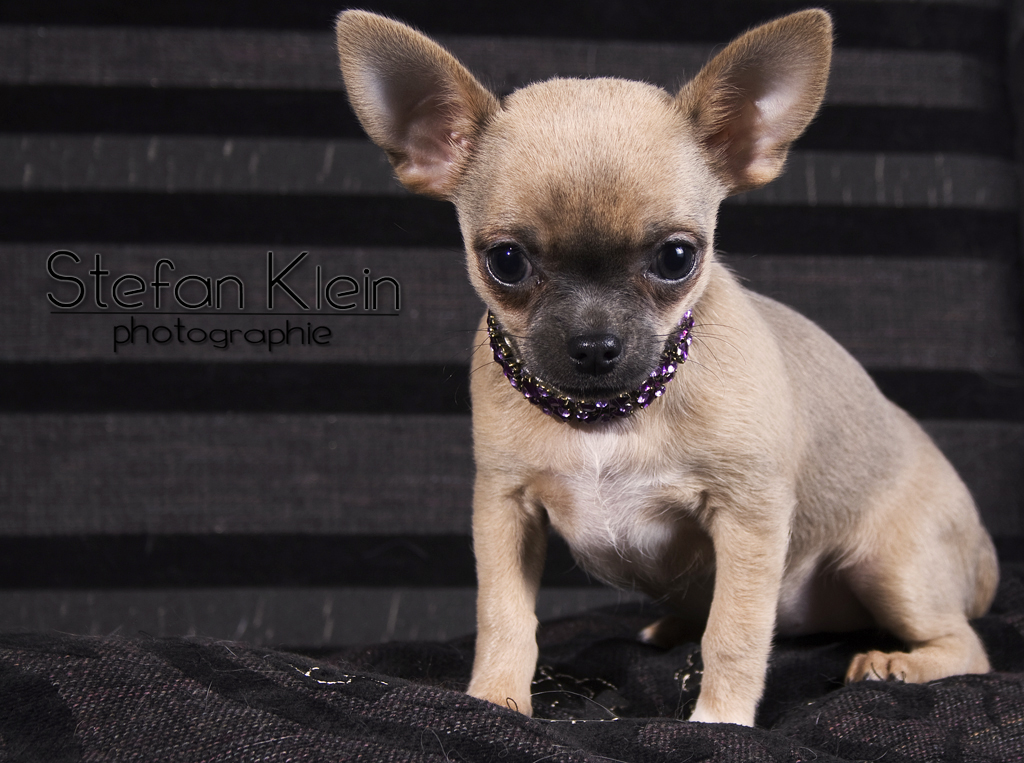 Chiwawa Welpe Foto & Bild | tiere, haustiere, hunde Bilder auf ...