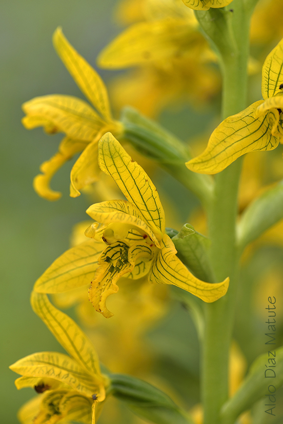 Chloraea Undulata Imagen & Foto | lomas de asia, naturaleza, flores ...