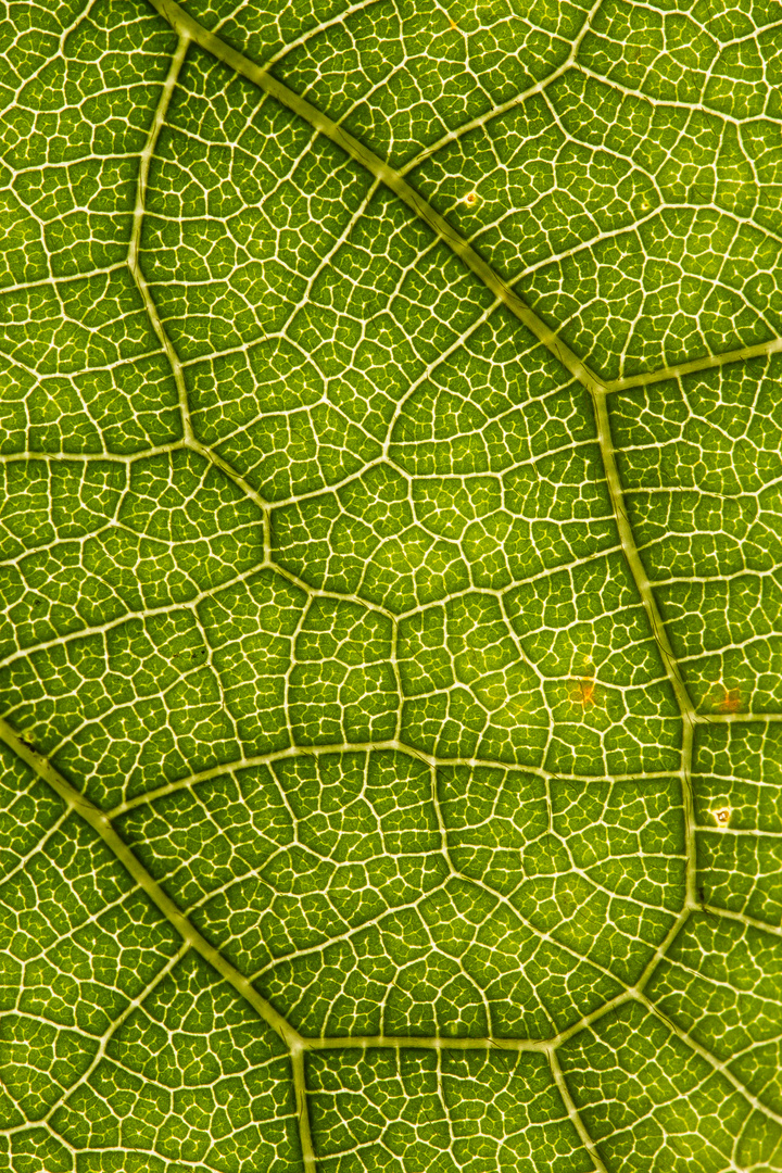 Chlorophyll Stories Part 2 Foto & Bild | art, canon, makro Bilder auf ...