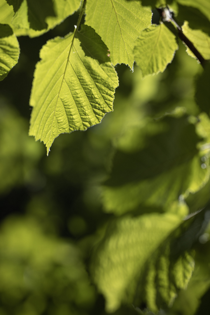 chlorós Foto & Bild | pflanzen, pilze & flechten, bäume, techniken ...