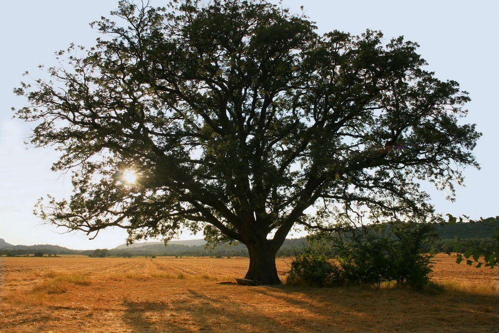 Chêne Forêt domaniale de la Sainte Baume 13,83 photo et image ...