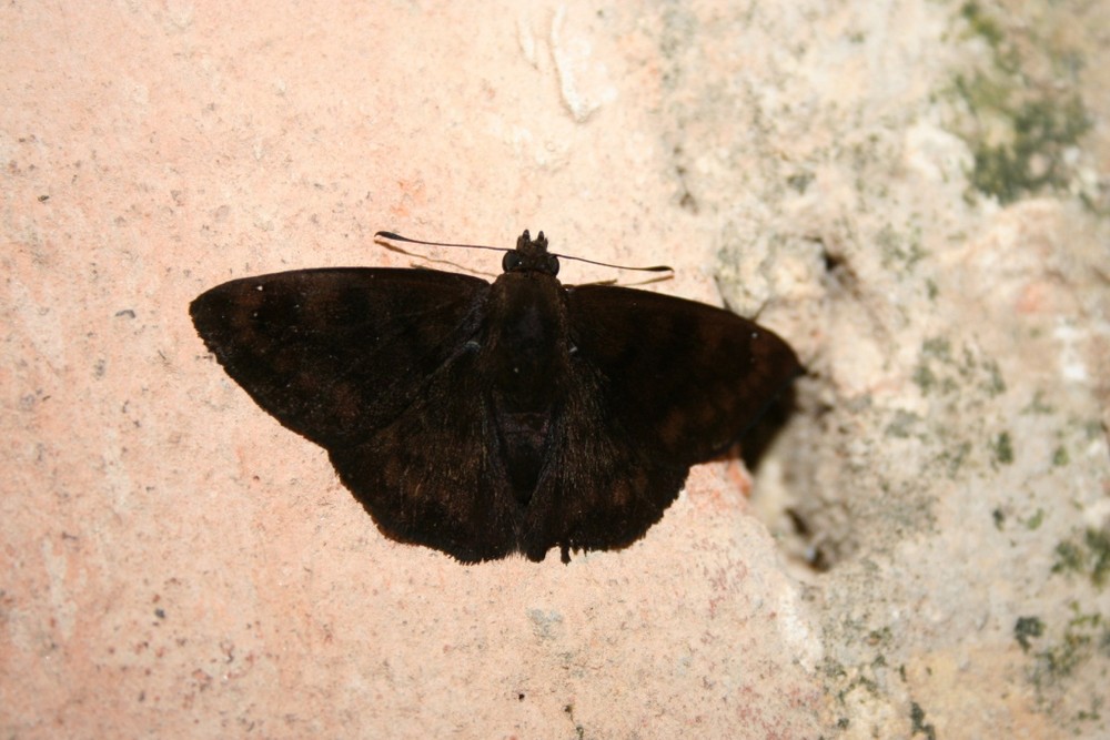 chocho Imagen & Foto | animales, invertebrados , naturaleza Fotos de ...