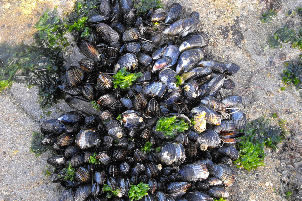 choros Imagen & Foto | bajo el agua , naturaleza Fotos de fotocommunity