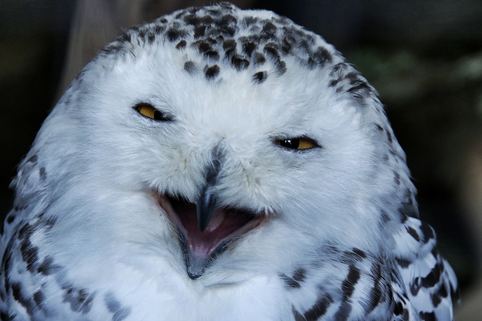 chouette arfang ! photo et image | animaux, animaux sauvages, oiseaux ...