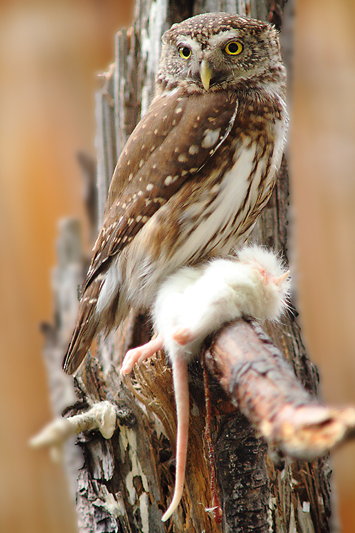 Chouette Chevêche d'Athéna photo et image | animaux, animaux sauvages ...