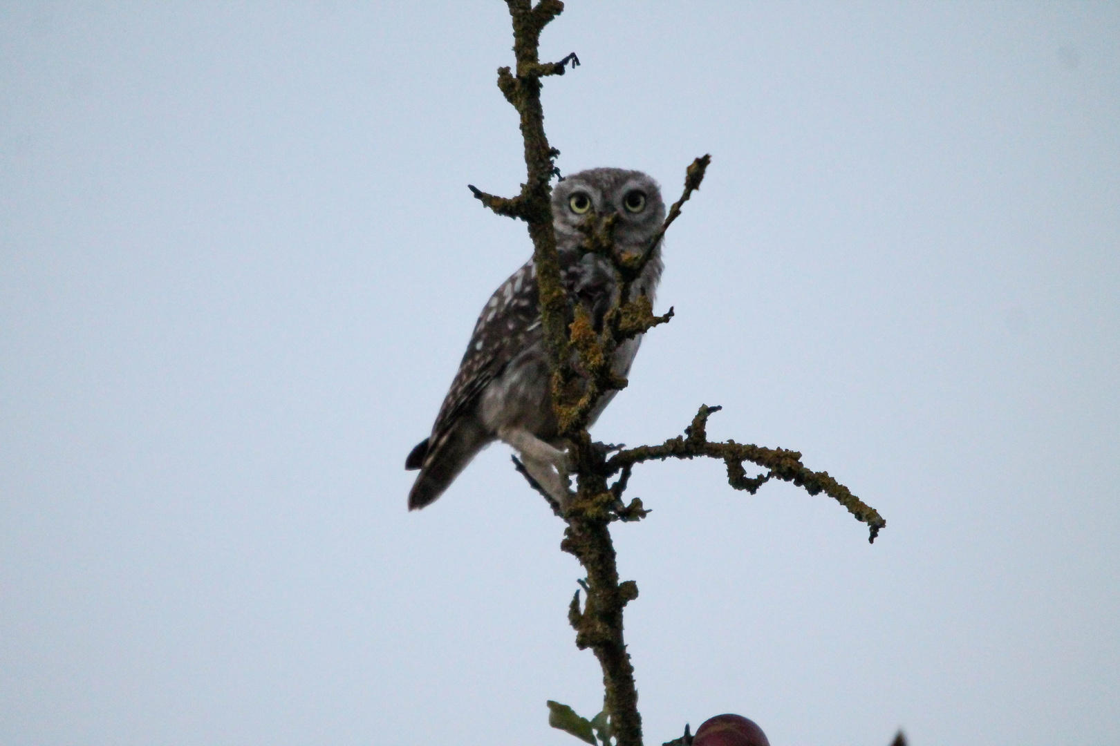 Chouette chevêche photo et image | nature, animaux, oiseaux Images ...