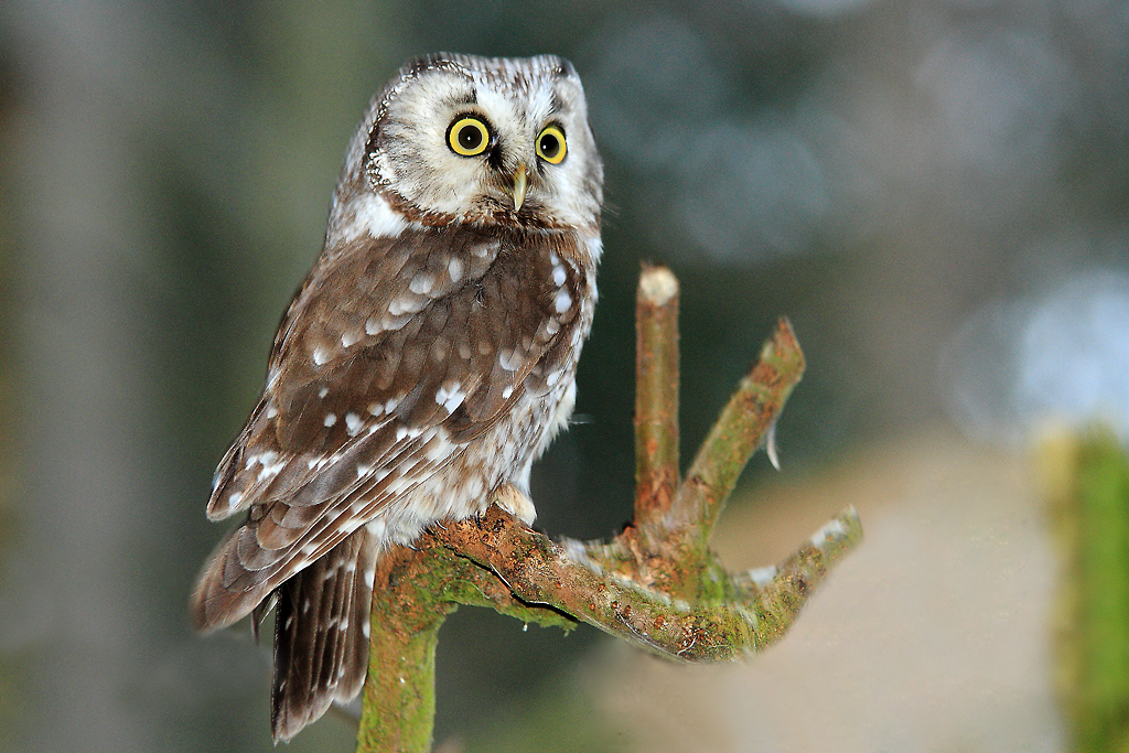 Chouette de Tengmalm photo et image | animaux, animaux sauvages ...