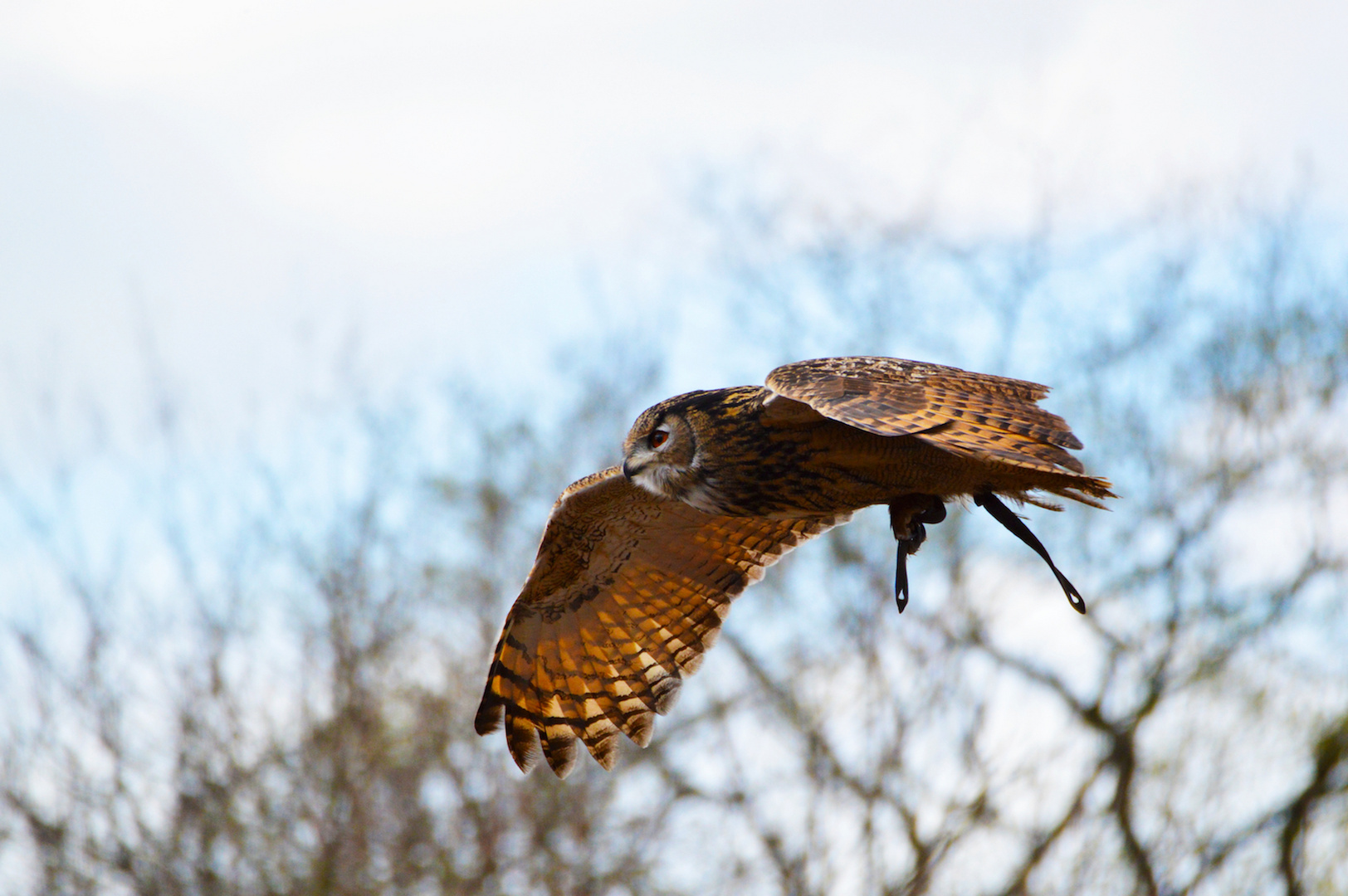 Chouette photo et image | animaux, zoo et animaux en captivité ...