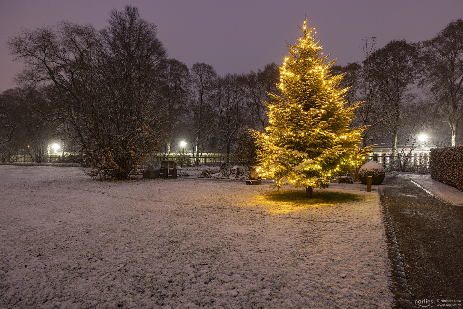 Christbaum am Römergarten Foto & Bild | deutschland, europe, bayern ...