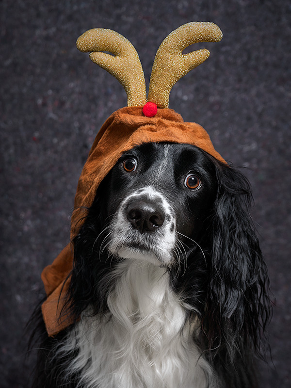 Christmas-Boo Foto & Bild | tiere, haustiere, hunde Bilder auf ...