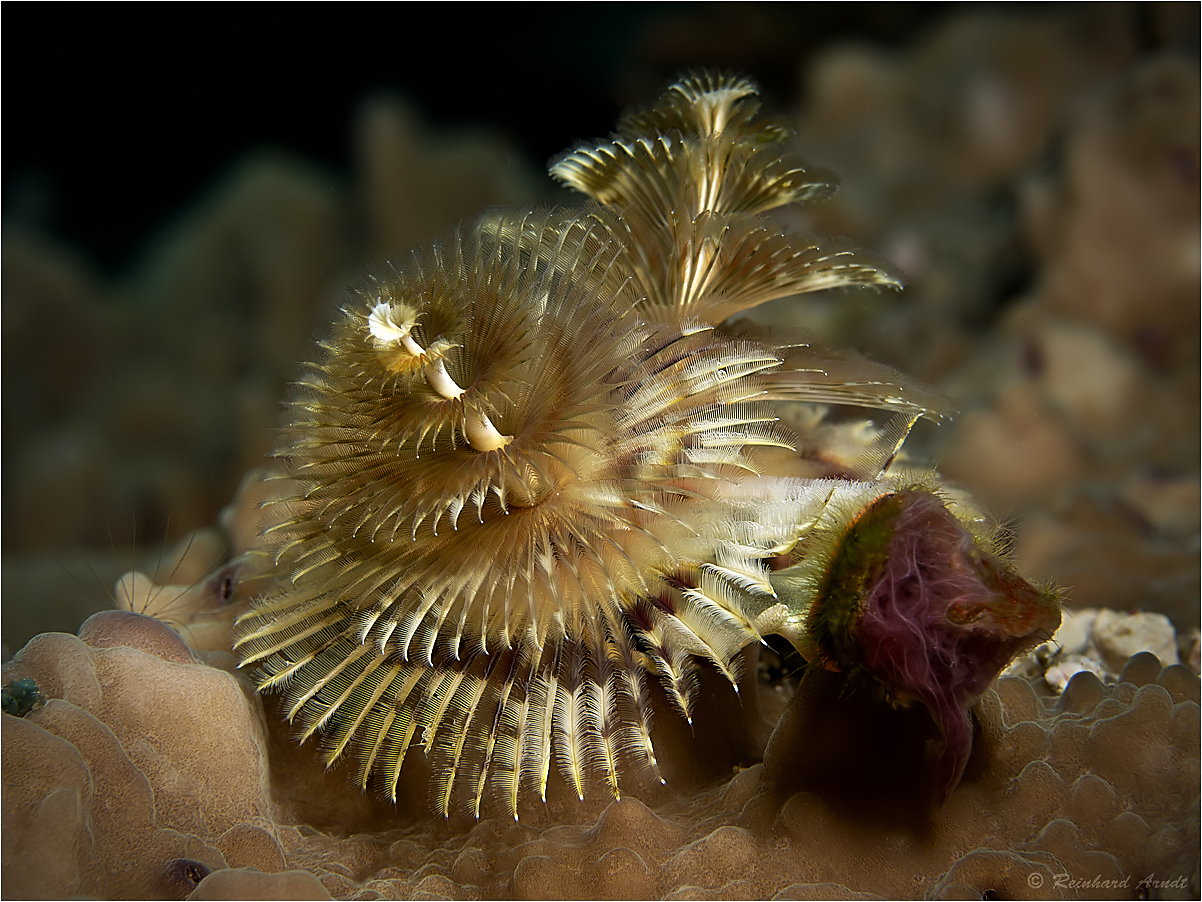 Christmas Tree Worm Foto & Bild | world, meer, natur Bilder auf ...