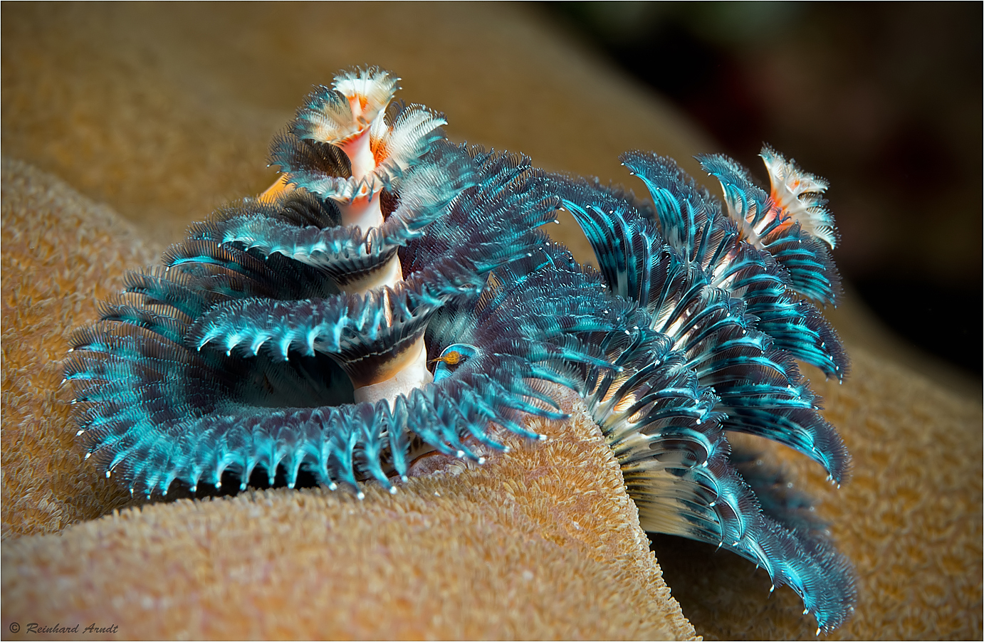 Christmas Tree Worm Foto & Bild | fotos, world, meer Bilder auf ...