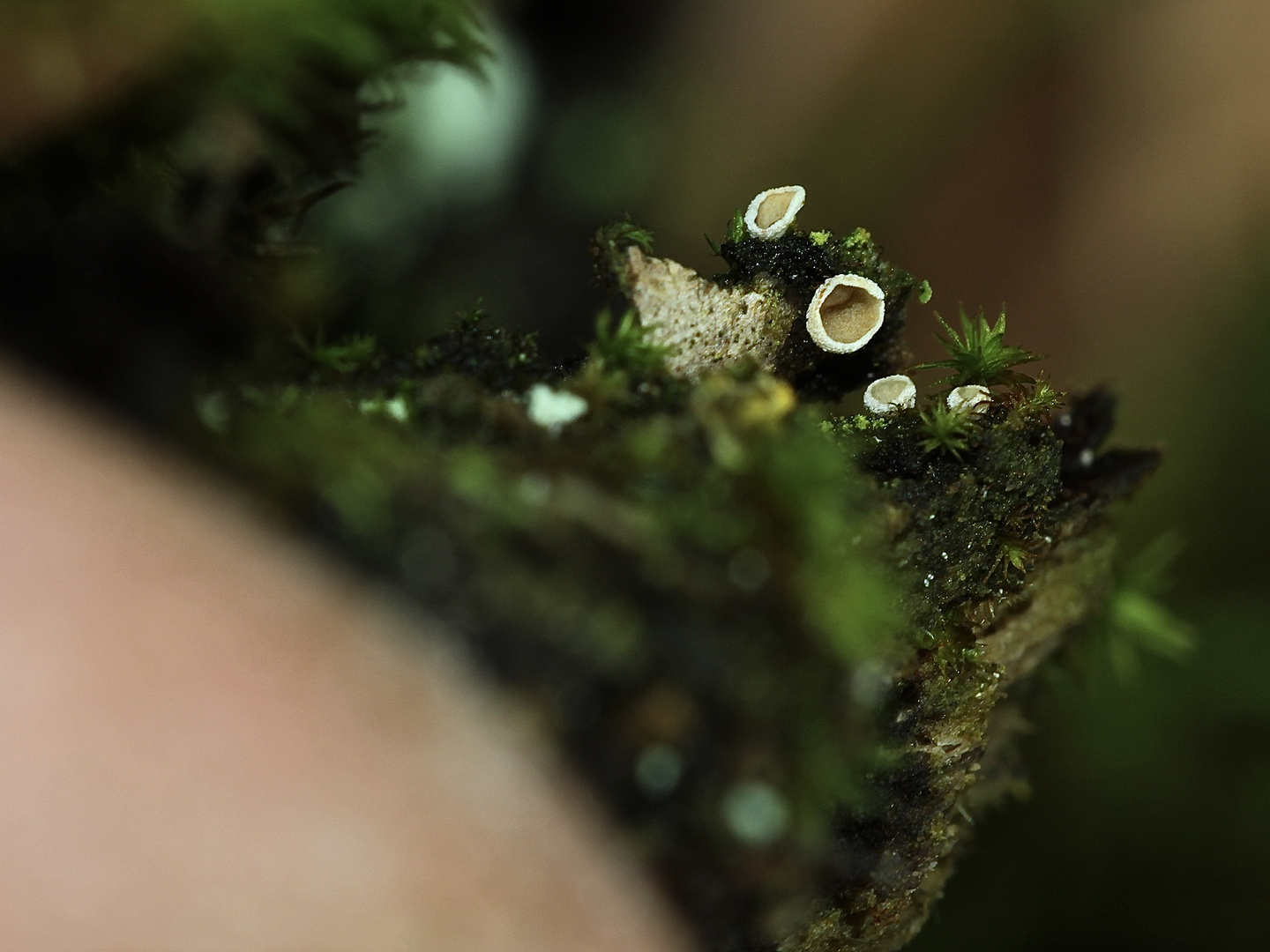 CHROMOCYPHELLA MUSCICOLA, ein winziger, auf Moos wachsender Pilz! Foto ...