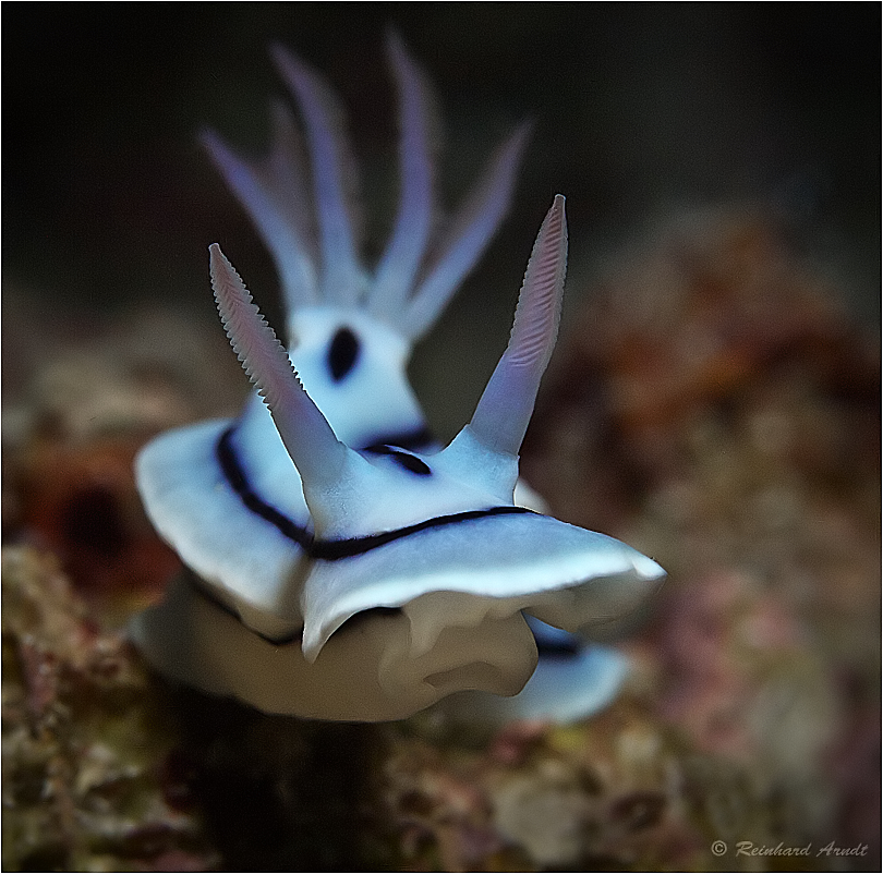 Chromodoris lochi Foto & Bild | world, meer, natur Bilder auf fotocommunity