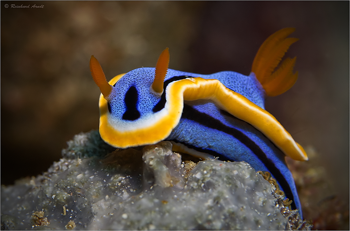 Chromodoris magnificad Foto & Bild | world, meer, natur Bilder auf ...