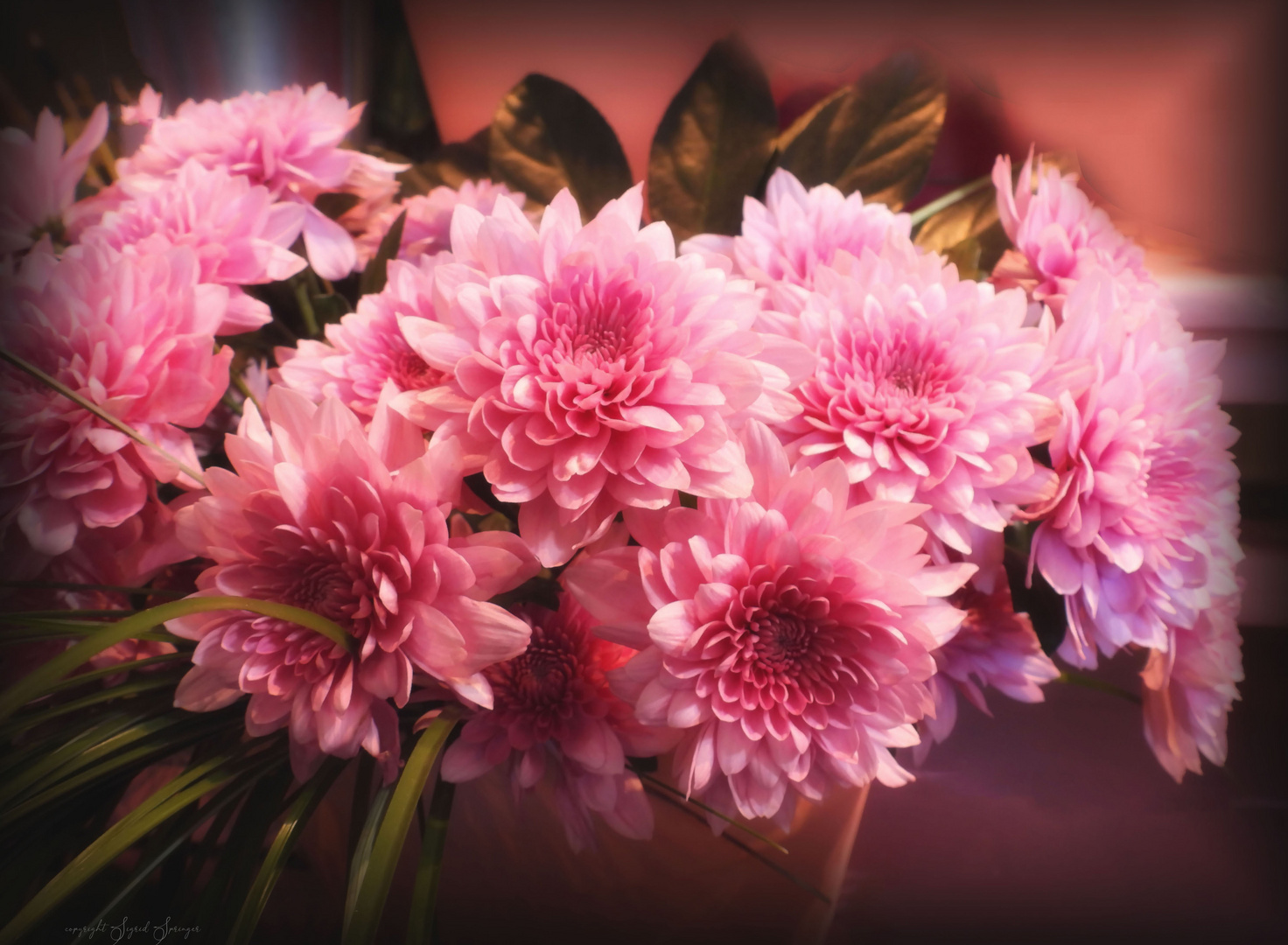 Chrysanthemen in rosa Foto & Bild | spezial, natur, blumen Bilder auf ...