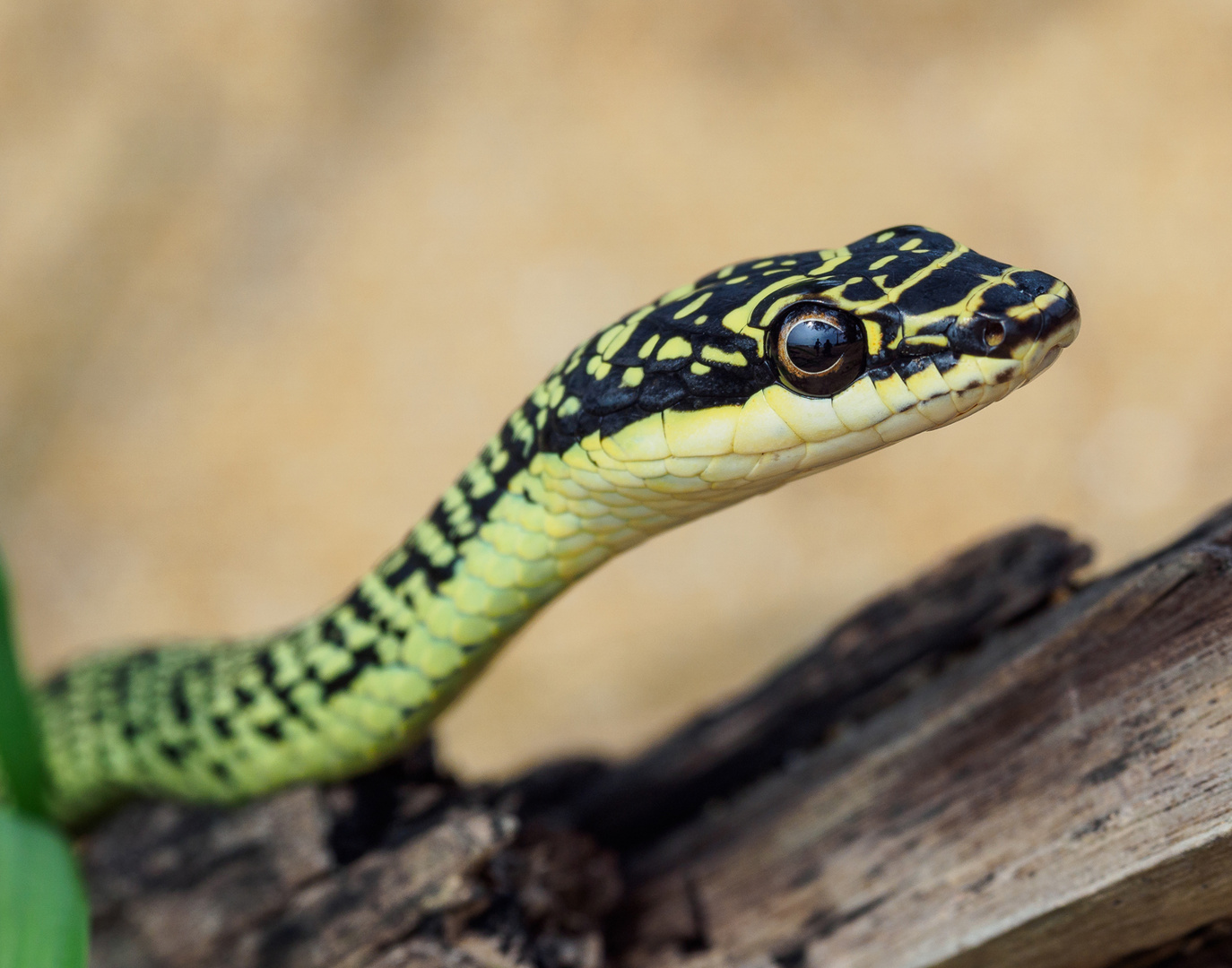 Chrysopelea ornata Foto & Bild | asia, thailand, tiere Bilder auf ...