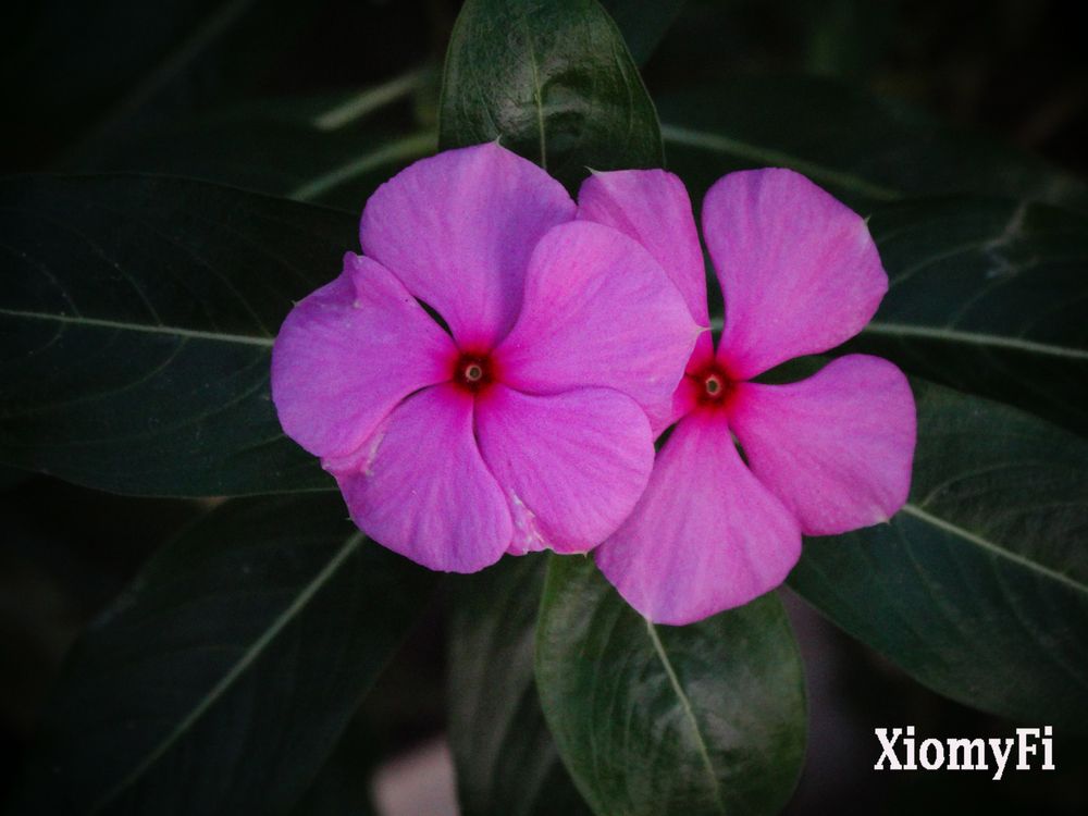 Chula Imagen & Foto | plantas, flores, naturaleza Fotos de fotocommunity