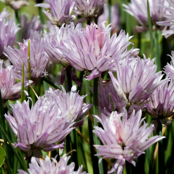 Ciboulette photo et image | fleurs, nature Images fotocommunity