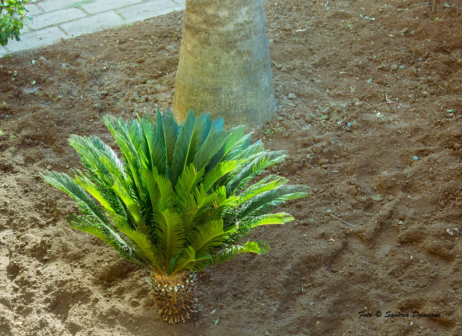 Cicas Foto % Immagini| piante, fiori e funghi, natura Foto su fotocommunity