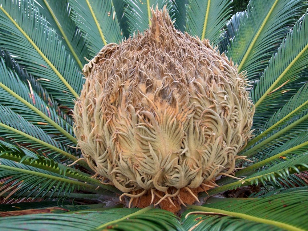 Cicas in fiore Foto % Immagini| piante, fiori e funghi, natura Foto su ...