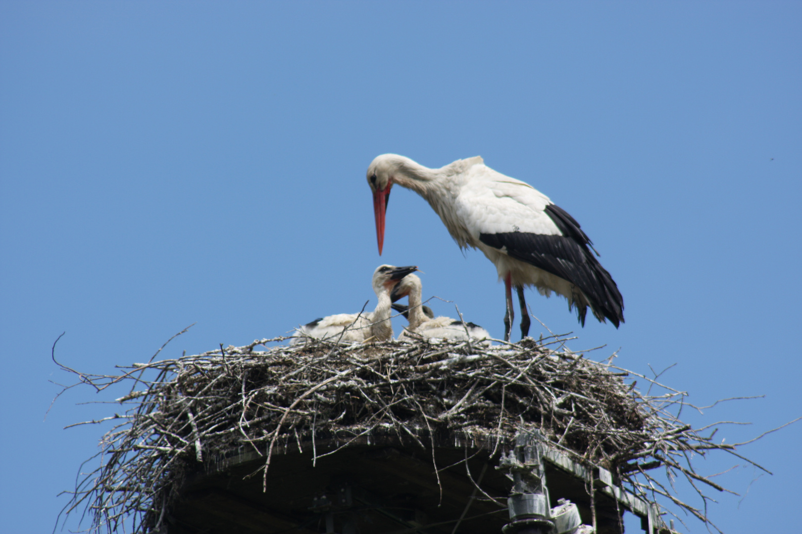 cicogna 2 Foto % Immagini| animali, natura Foto su fotocommunity