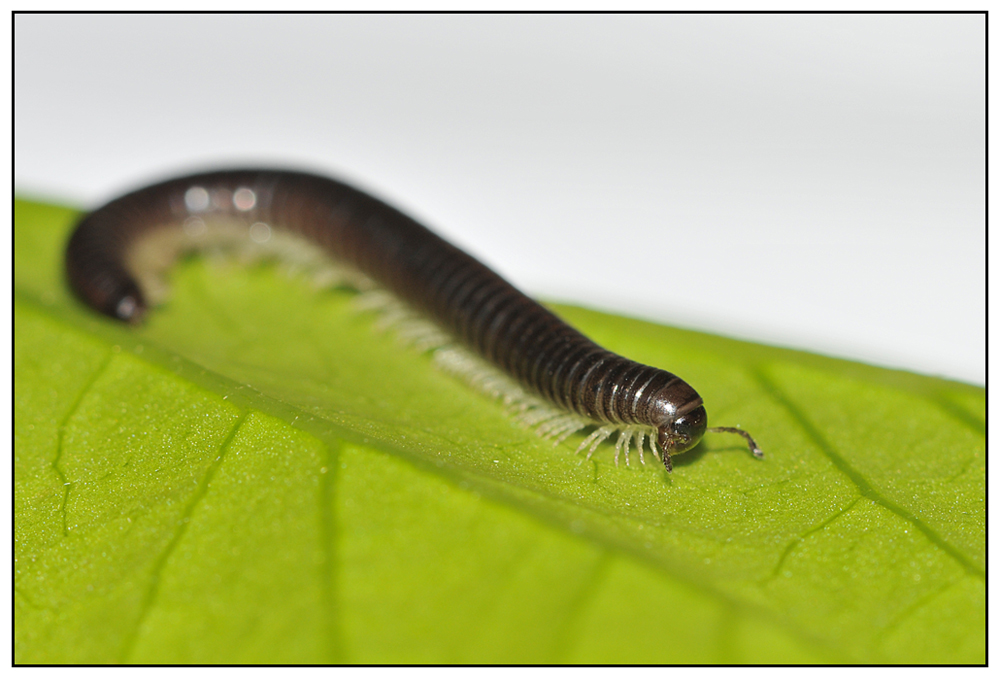 Cienpies 1 Imagen & Foto | animales, invertebrados , naturaleza Fotos ...