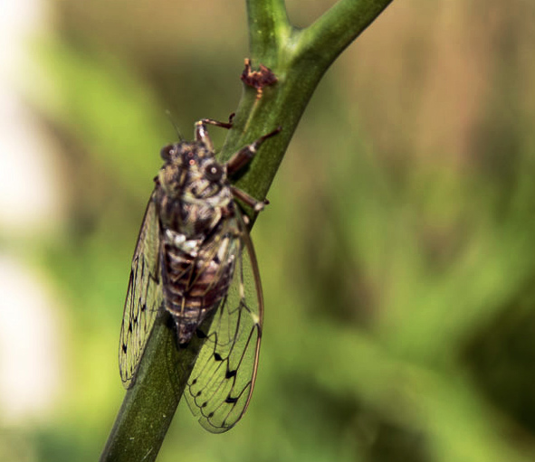 CIGALE photo et image | divers, nature Images fotocommunity