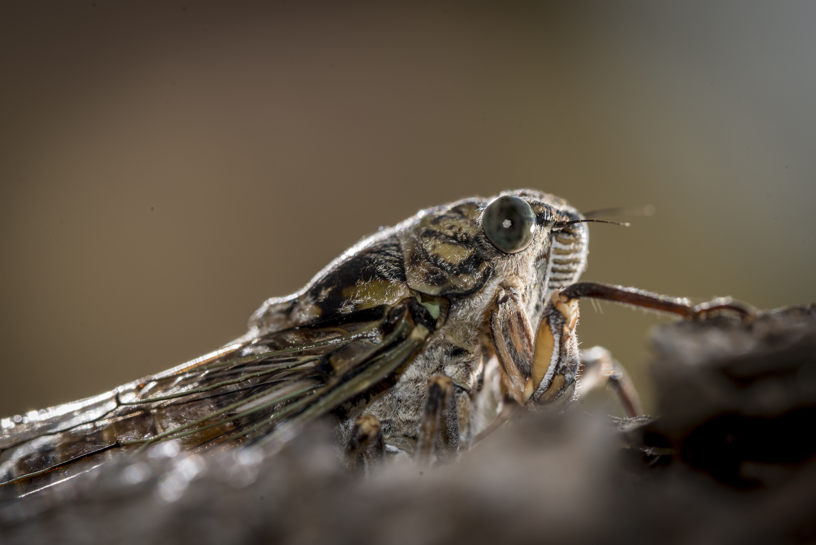 Cigale photo et image | macro nature, macro insectes, insecte Images ...