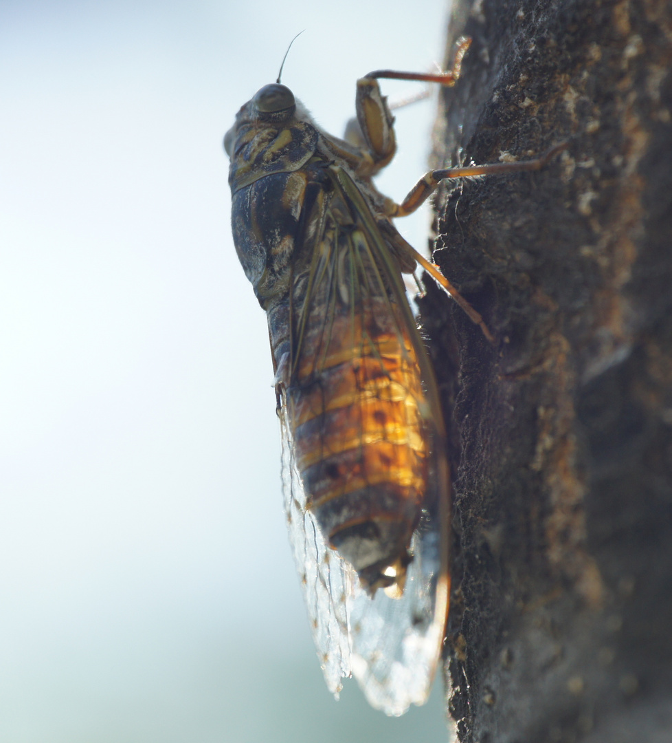 Cigale du sud de la France photo et image | animaux, animaux sauvages ...