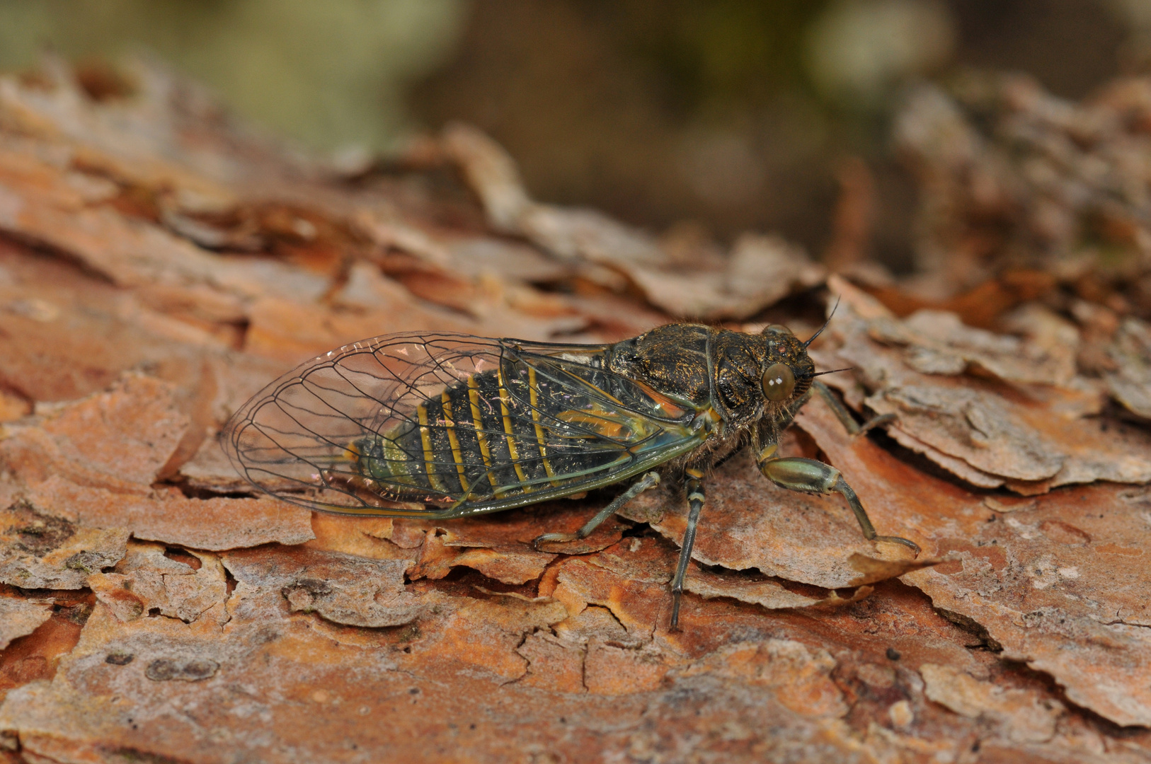 Cigale nordique photo et image | macro nature, macro insectes, ardennes ...