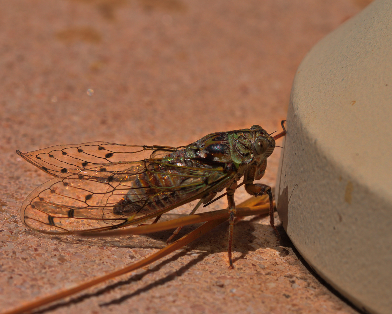 cigale provençale photo et image | macro nature, macro insectes ...